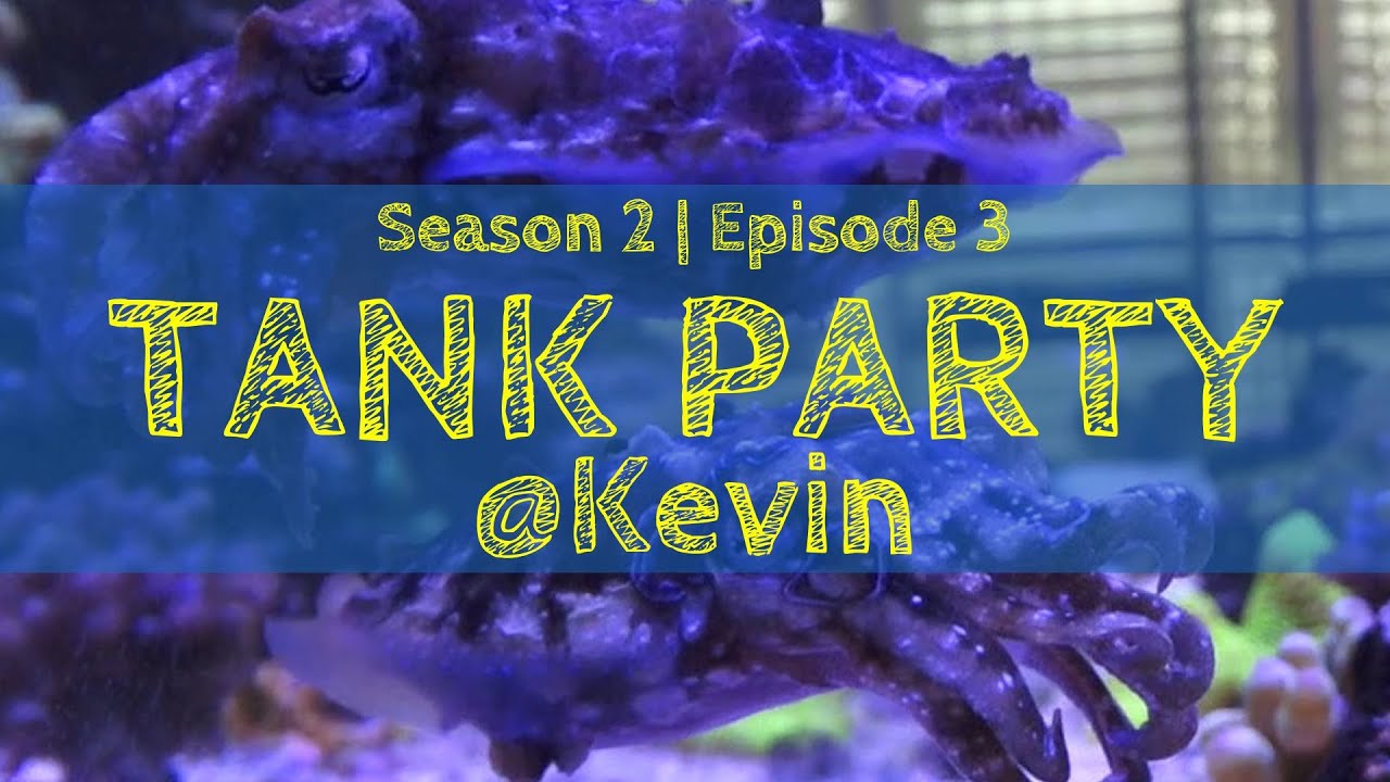 Season 2 Episode 3: Kevin | TANK PARTY | Meerwasser Live TV - YouTube