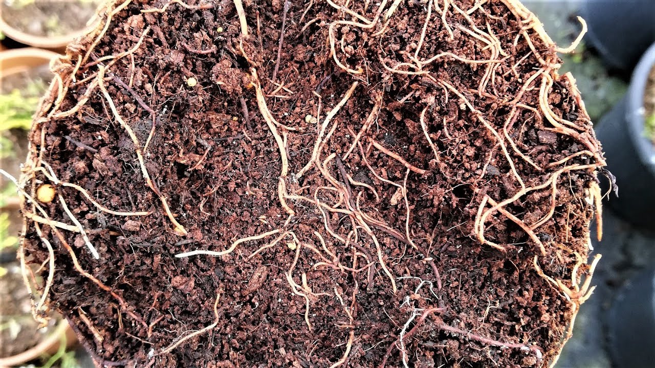 Bitkilerin Kök Yapısı (KILCAL KÖKLER) Bitkilerin su ihtiyacı ...