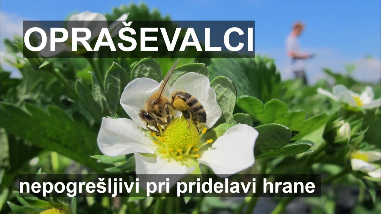 Opraševalci – nepogrešljivi pri pridelavi hrane - YouTube