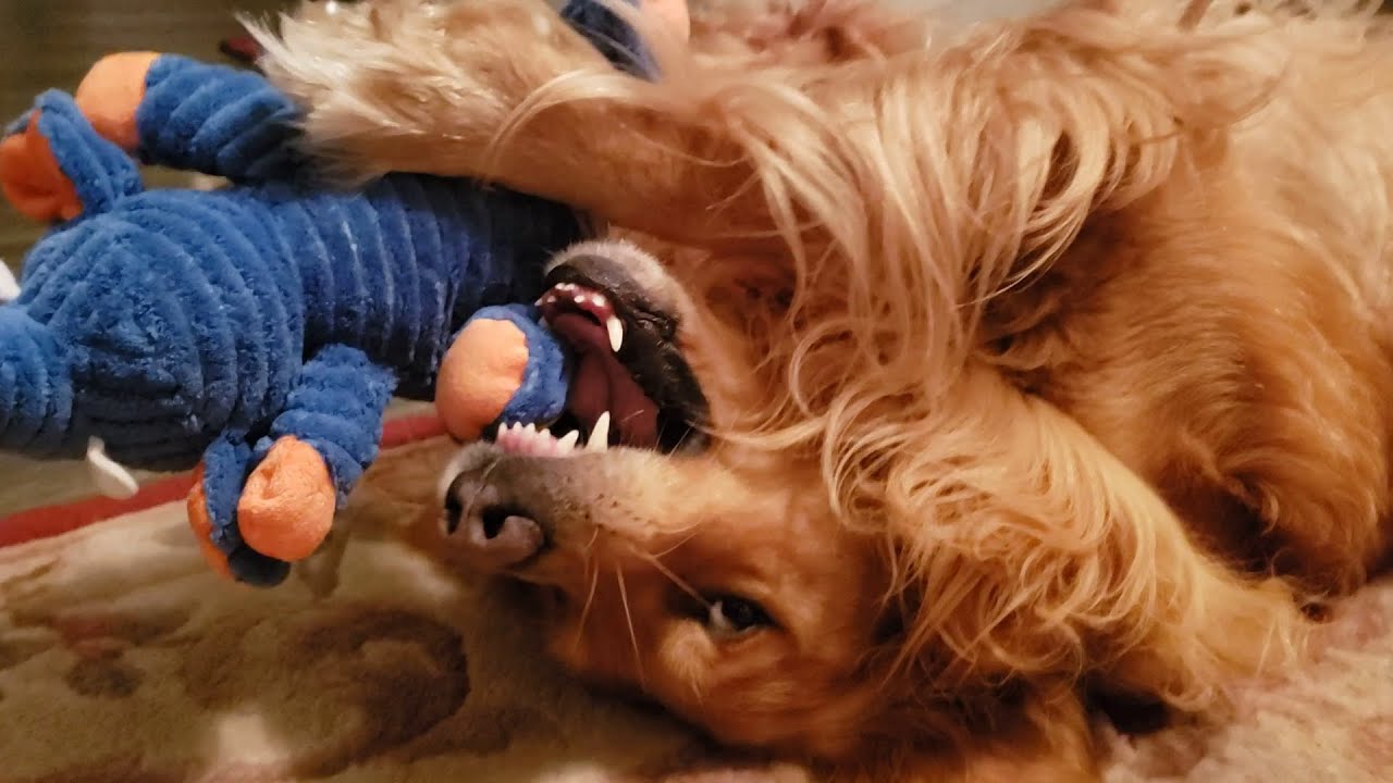 Golden Retriever playing with stuffed toy #2 - YouTube