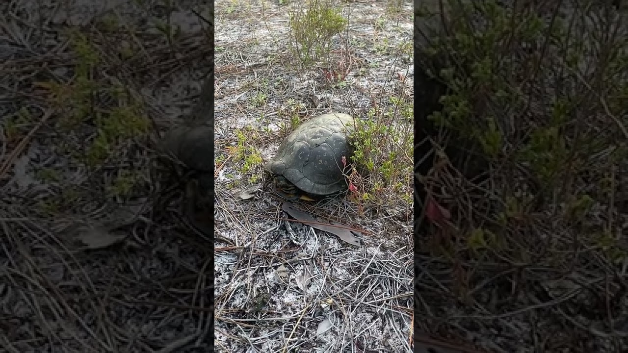 Owl and Tortoise - YouTube