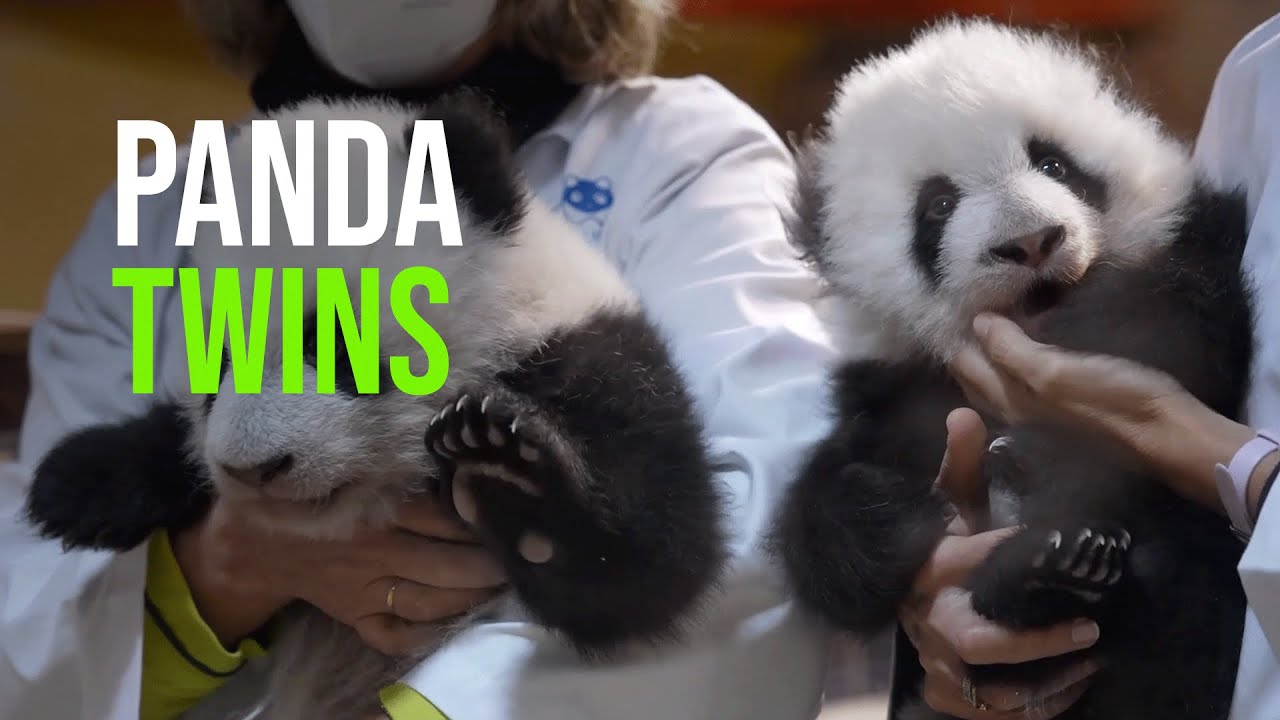 A Year In The Life Of Panda Twins You You and Jiu Jiu - YouTube