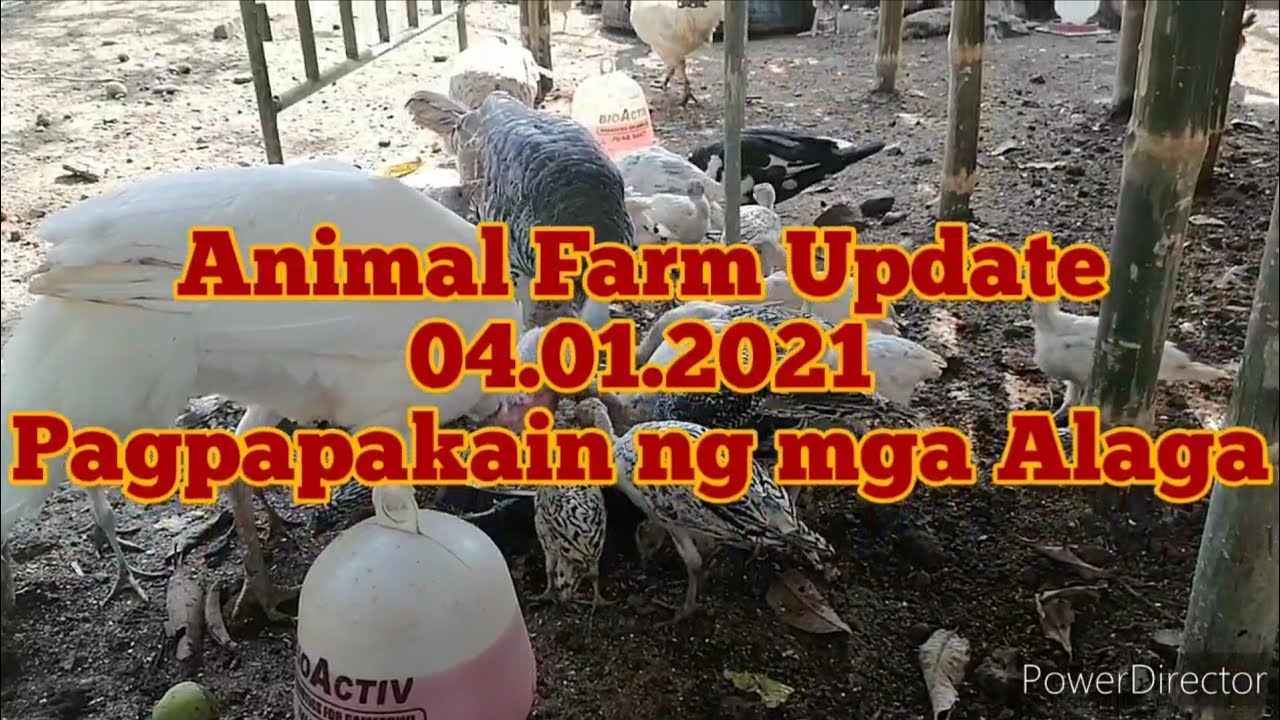 Farm Animals Update 04-01-2021 Pagpapakain ng mga Alagang #Pabo, #Ganza ...
