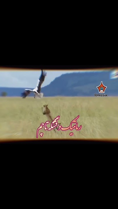 من دوست داشتم یه پرنده باشم🦅که برم حسابی اون بالا مالاها و🦅☁️🌏نپیچه گرگ و پلنگ به پاچم🐆🐺 Youtube