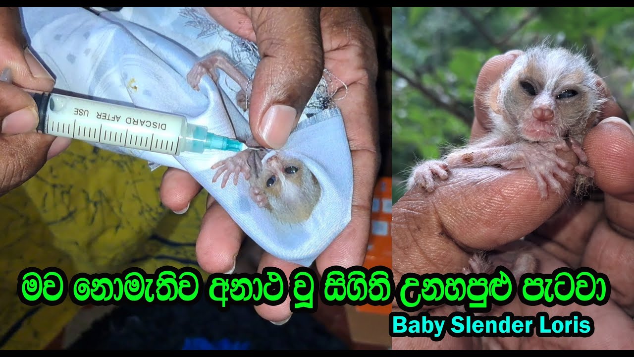 "Baby Slender Loris" - YouTube