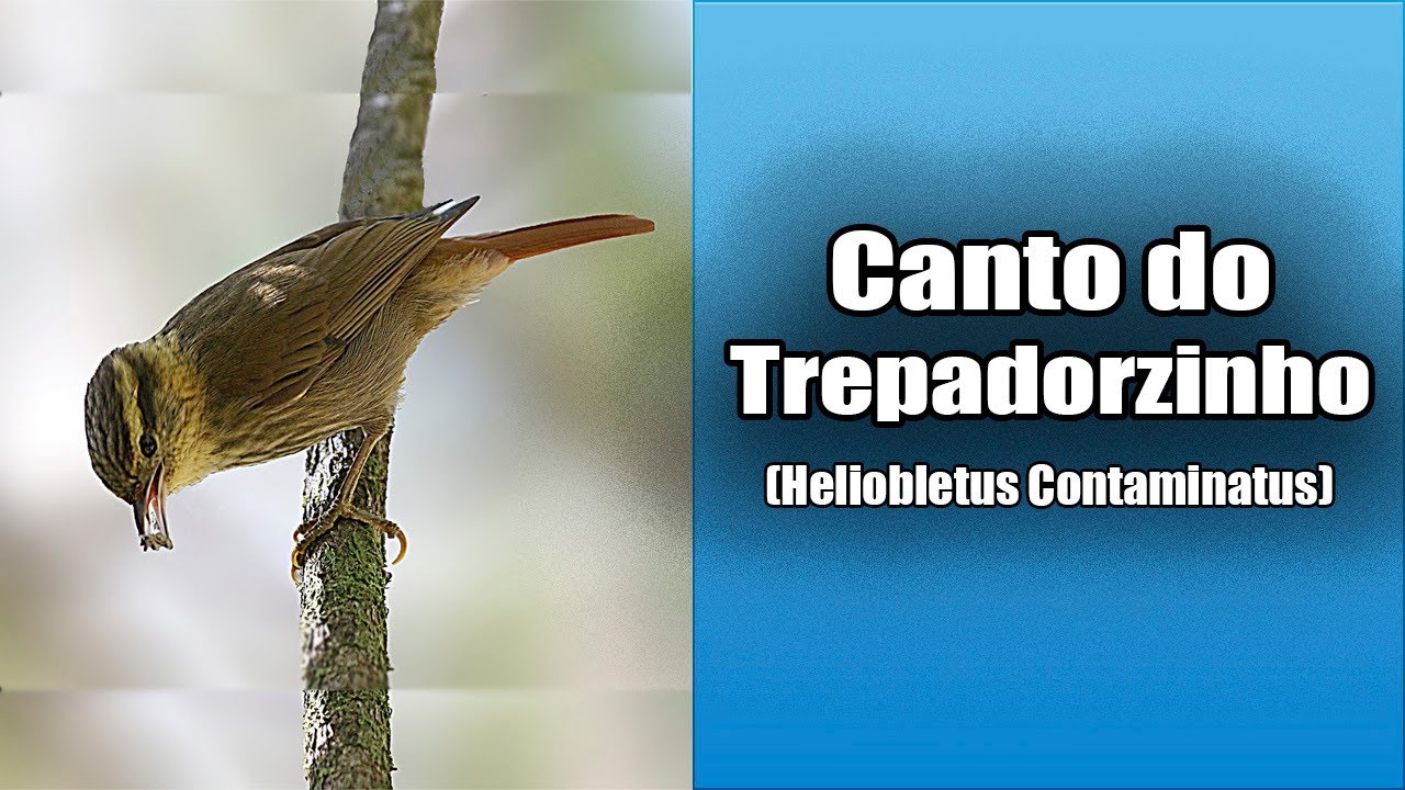 190 - O Canto do TREPADORZINHO (Heliobletus Contaminatus) Bird Song ...