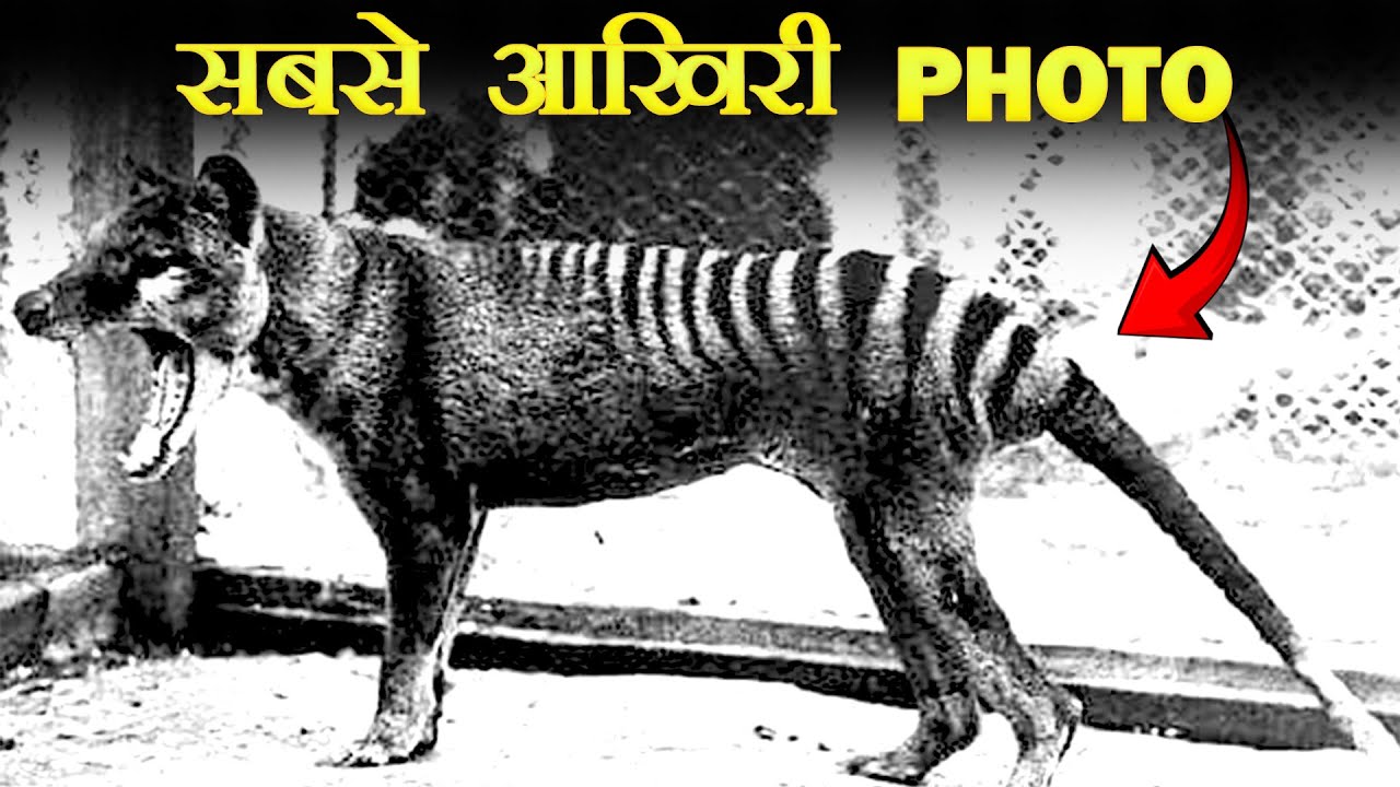 Last Photos of Extinct Animals | Vilupt Janwar Ki Aakhiri Photos - YouTube