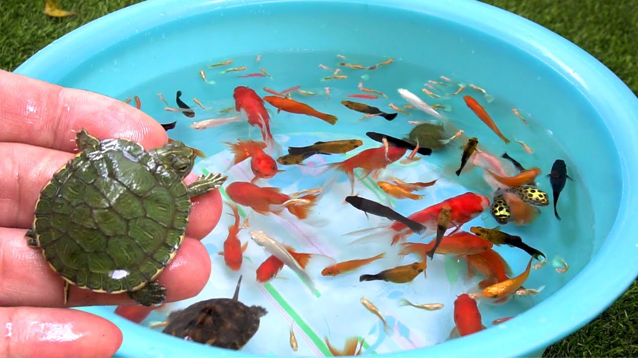 Guppies Blue Topaz Full Gold Danio rerio Ranchu fish Puffer fish Turtle ...