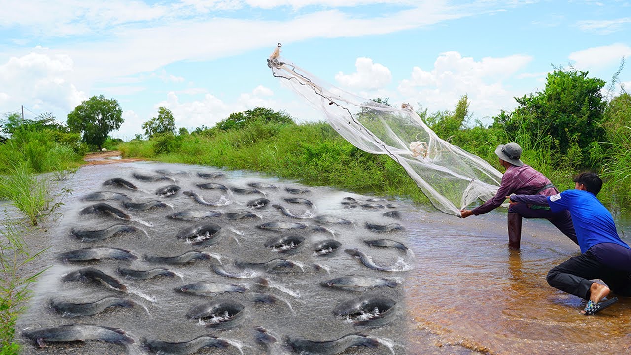 Unbelievable Catching A lot Catfish Using Caste Nest on the Road ...