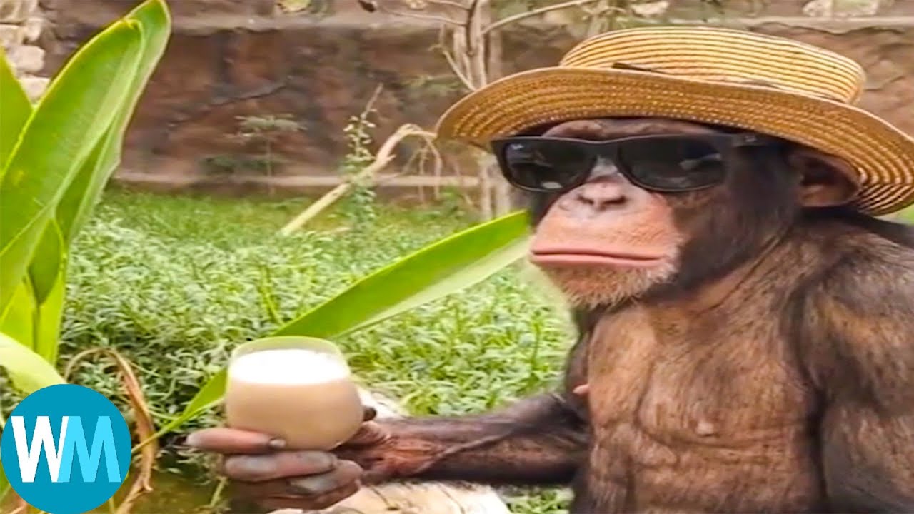 Top 5 Monke - YouTube