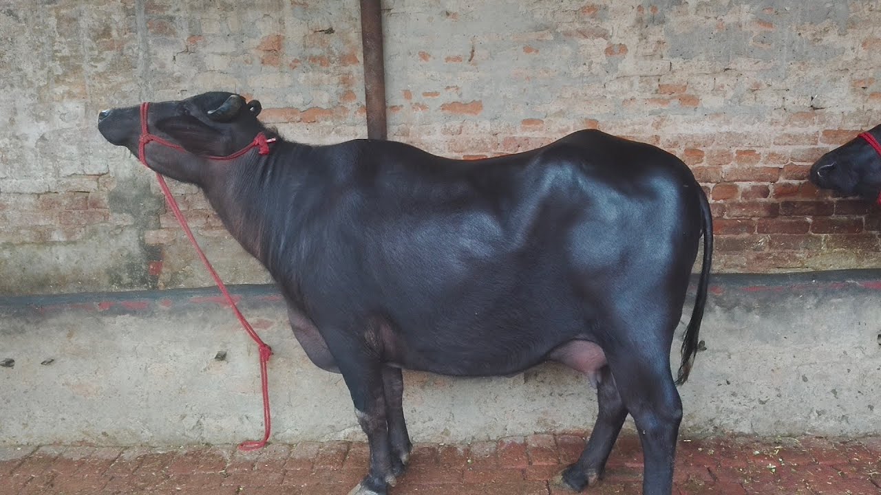New Balaji Dairy Opening today 👌 आज से टॉप भैंसे मिलेगी अपने नए फार्म ...