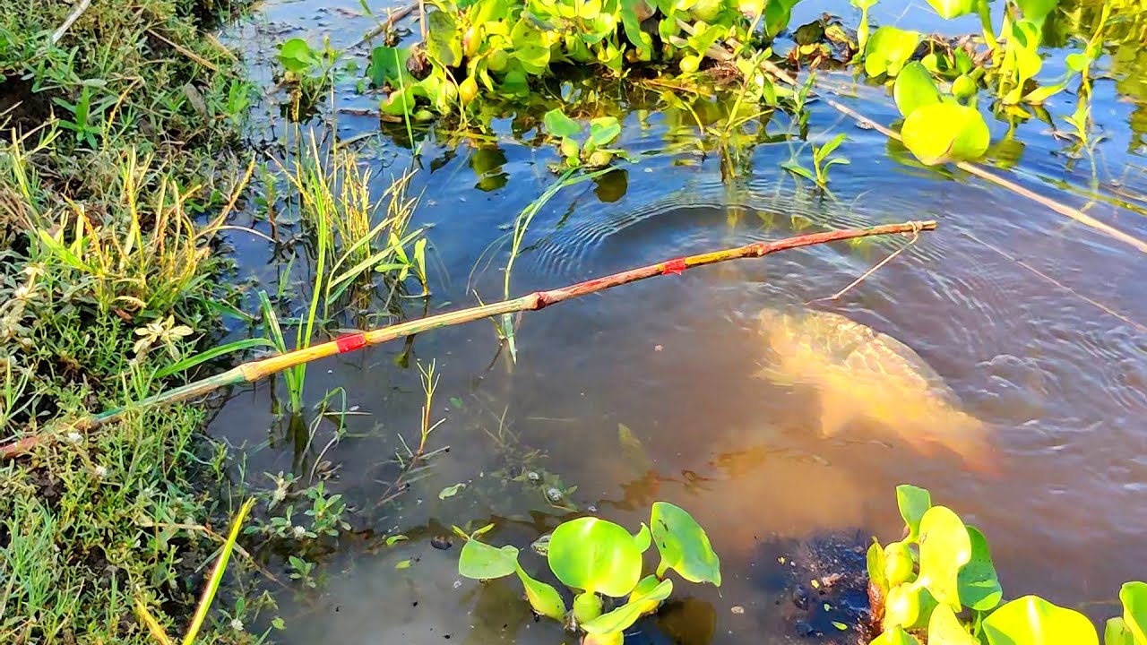 Hook Fishing - Traditional Hook Fishing - MR Fishing Life (Part-597 ...