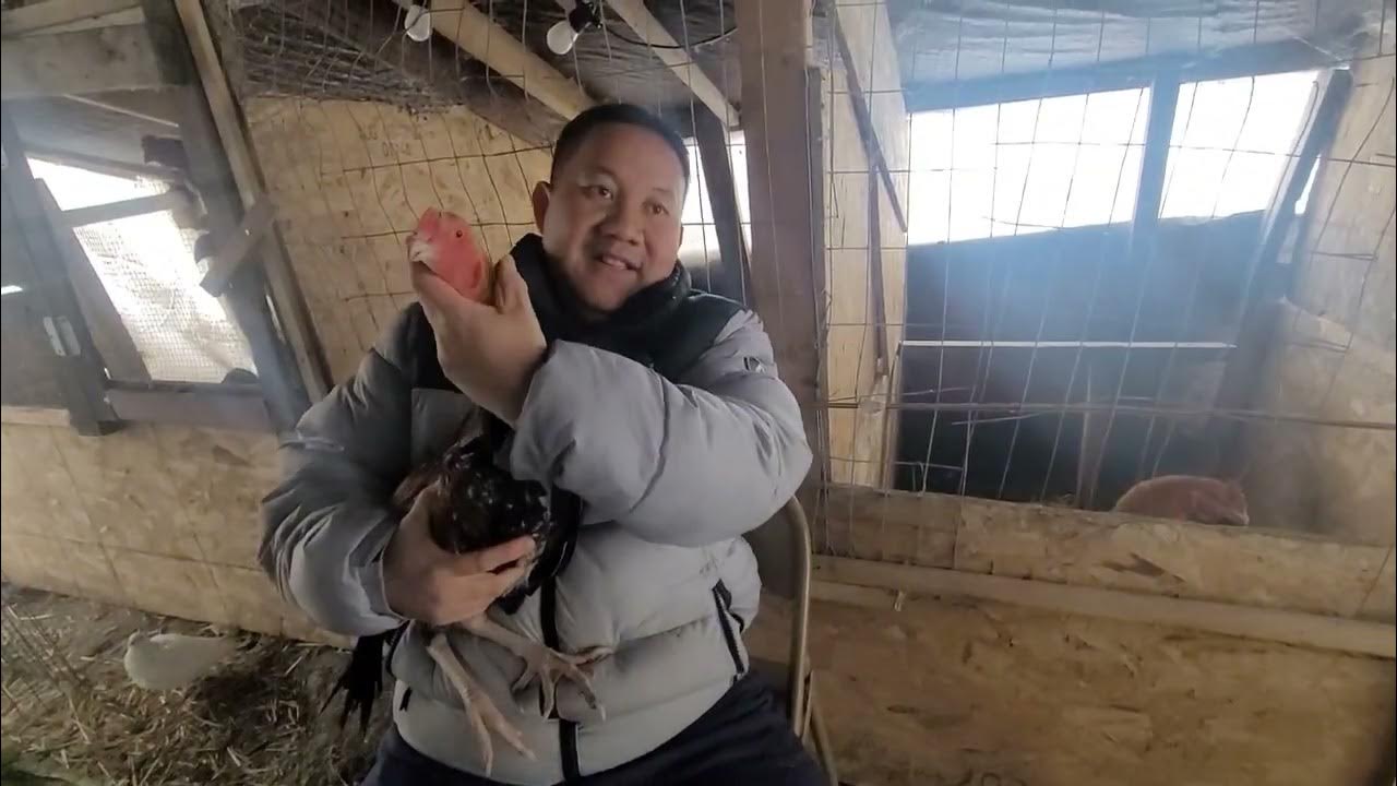 mus saib kuv cov qaib tsis yooj yim kiag - YouTube