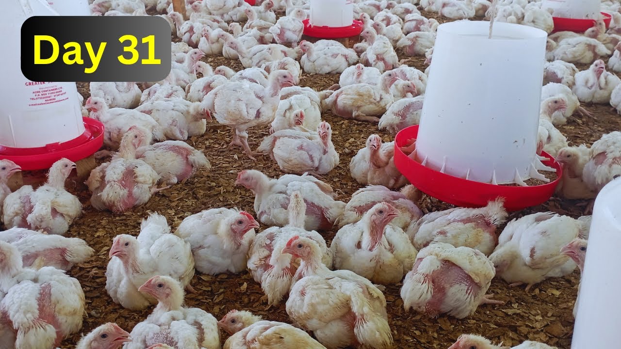 Day 31 | The Wait is Over, Our Chicken are Finally Ready For Market ...