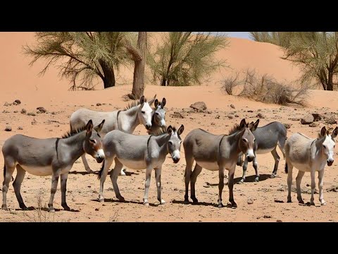 Discover the Top 10 Most Powerful Donkey Breeds Thriving in Desert ...