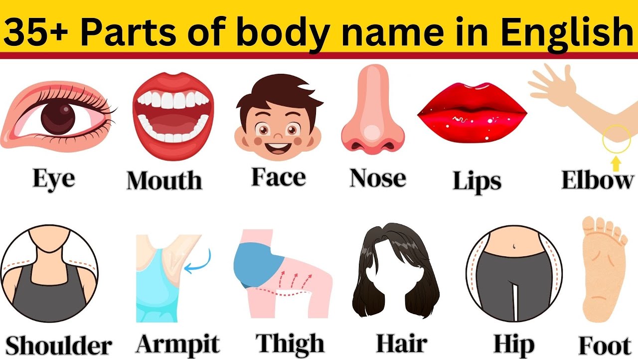 35+ Body parts name in English | parts of body with pictures | English ...