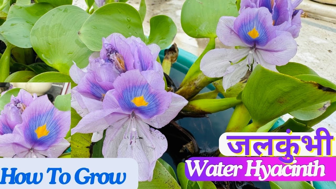 जलकुंभी/Water Hyacinth | How To Grow and Care Jalkumbhi #jalkumbhi # ...