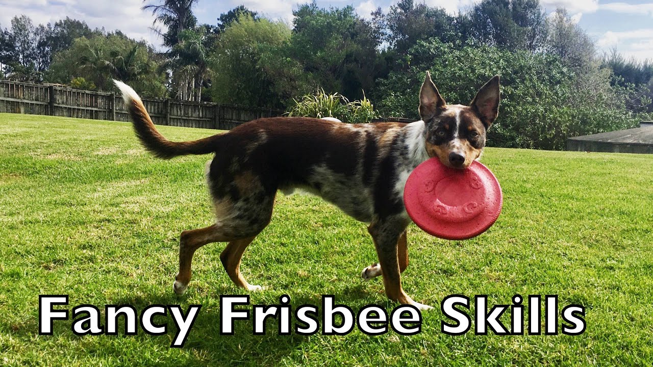 Fancy Frisbee Skills with Victor the Koolie Dog - YouTube