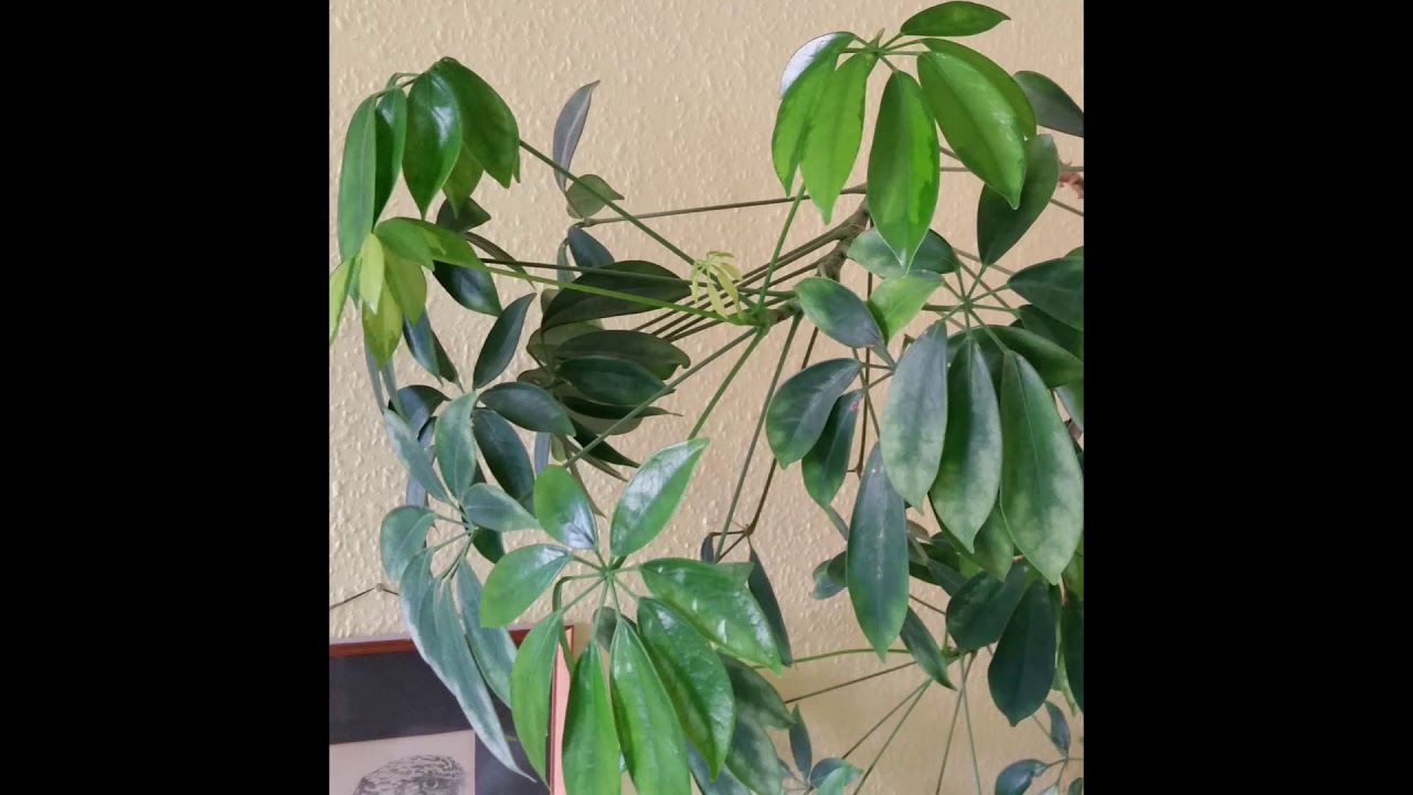 Umbrella Tree Time Lapse Video - Growing 6 New Fronds in Spring - YouTube