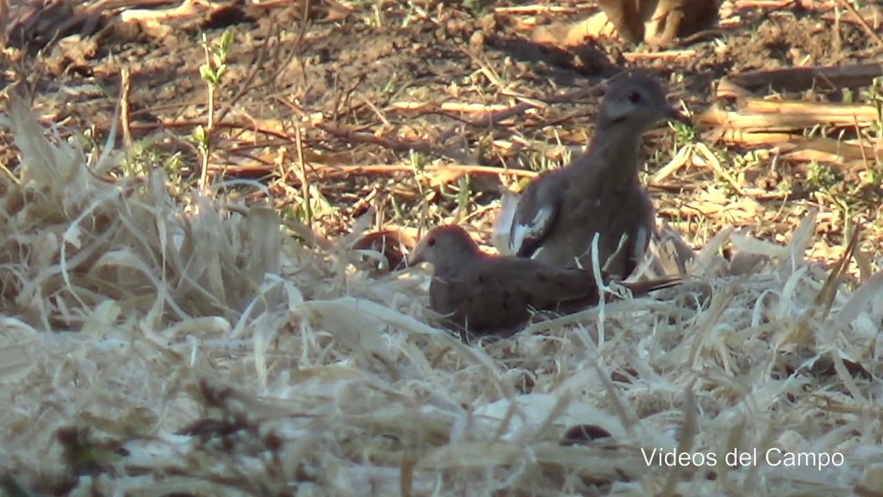 Lluvia de palomas en el campo. - YouTube