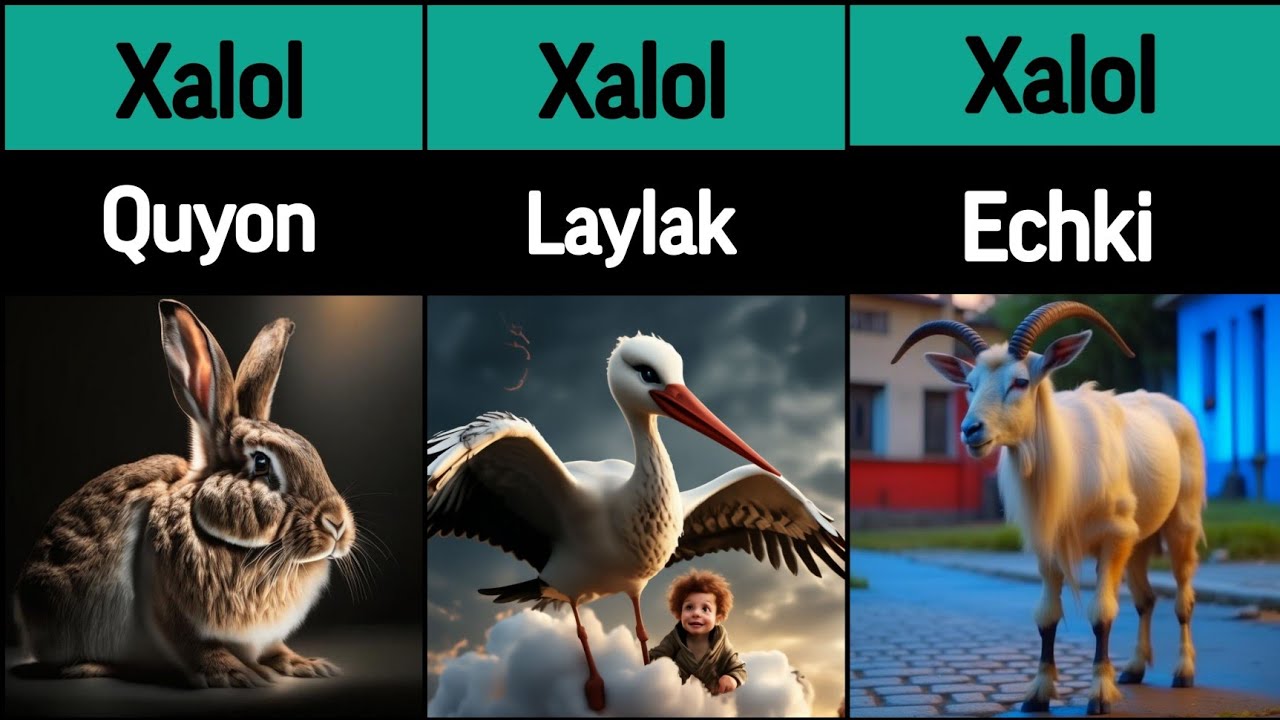 Islomda GO'SHTI XALOL hayvonlar - YouTube