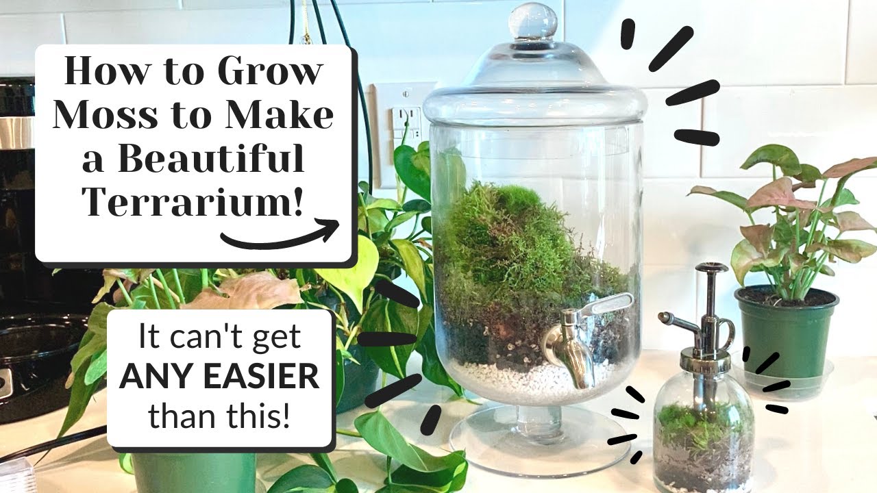 How to Grow Moss (It's INSANELY Easy!) - YouTube