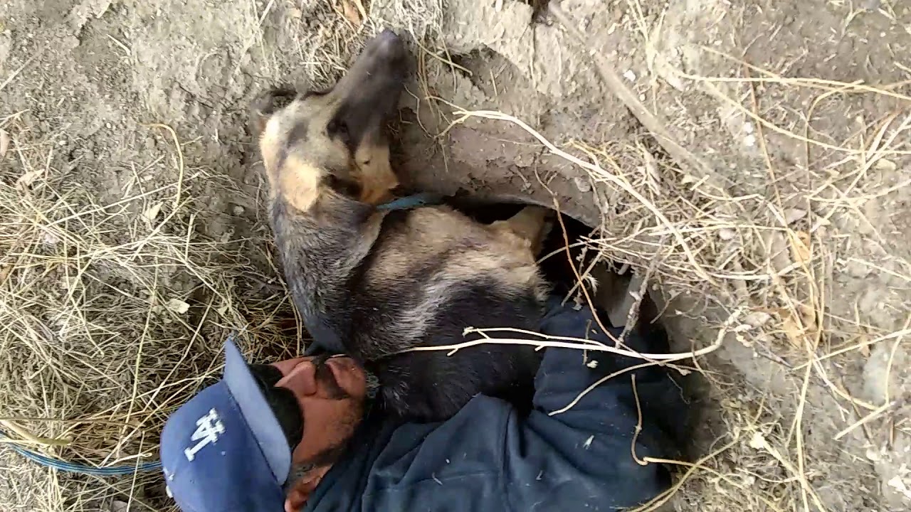 Callado rescata un perro pastor aleman - YouTube