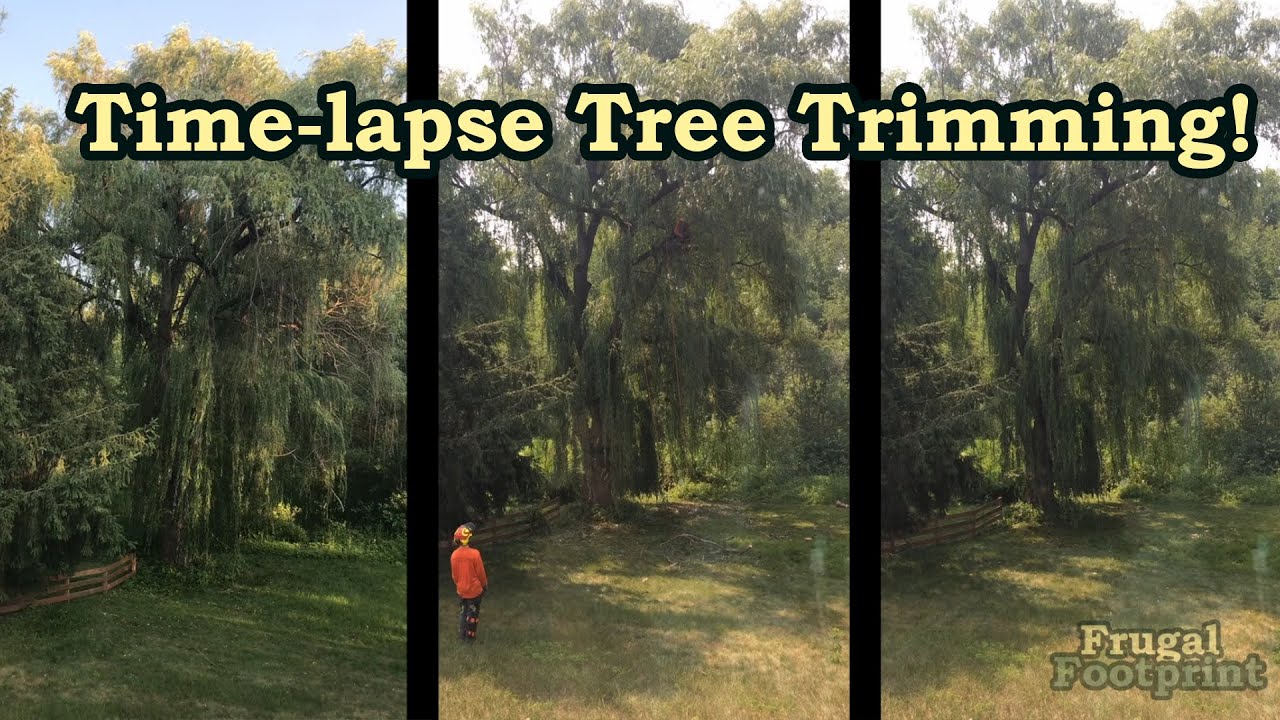 Time-lapse Tree Trimming: Before & After Storm Damage - YouTube