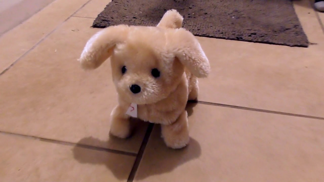 Timmy's Roly-Poly Dog - YouTube