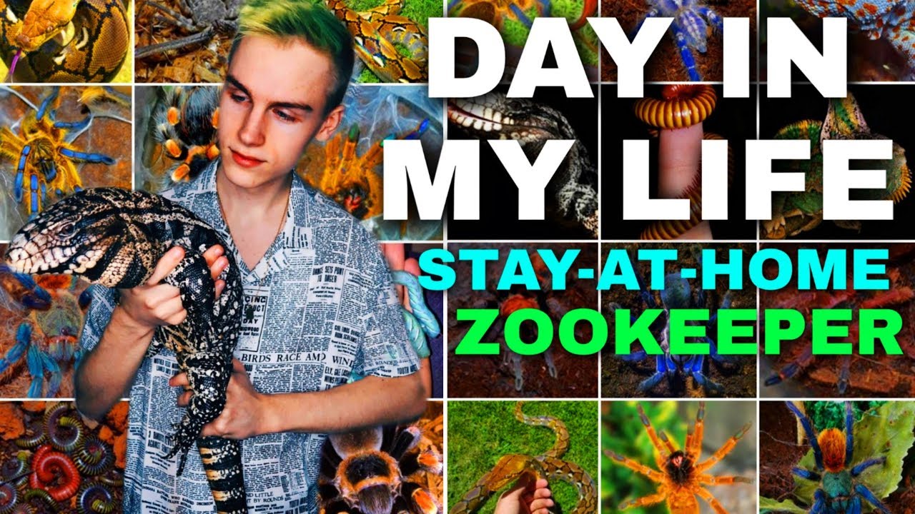 A Day in the Life of a Stay-At-Home Zookeeper - YouTube