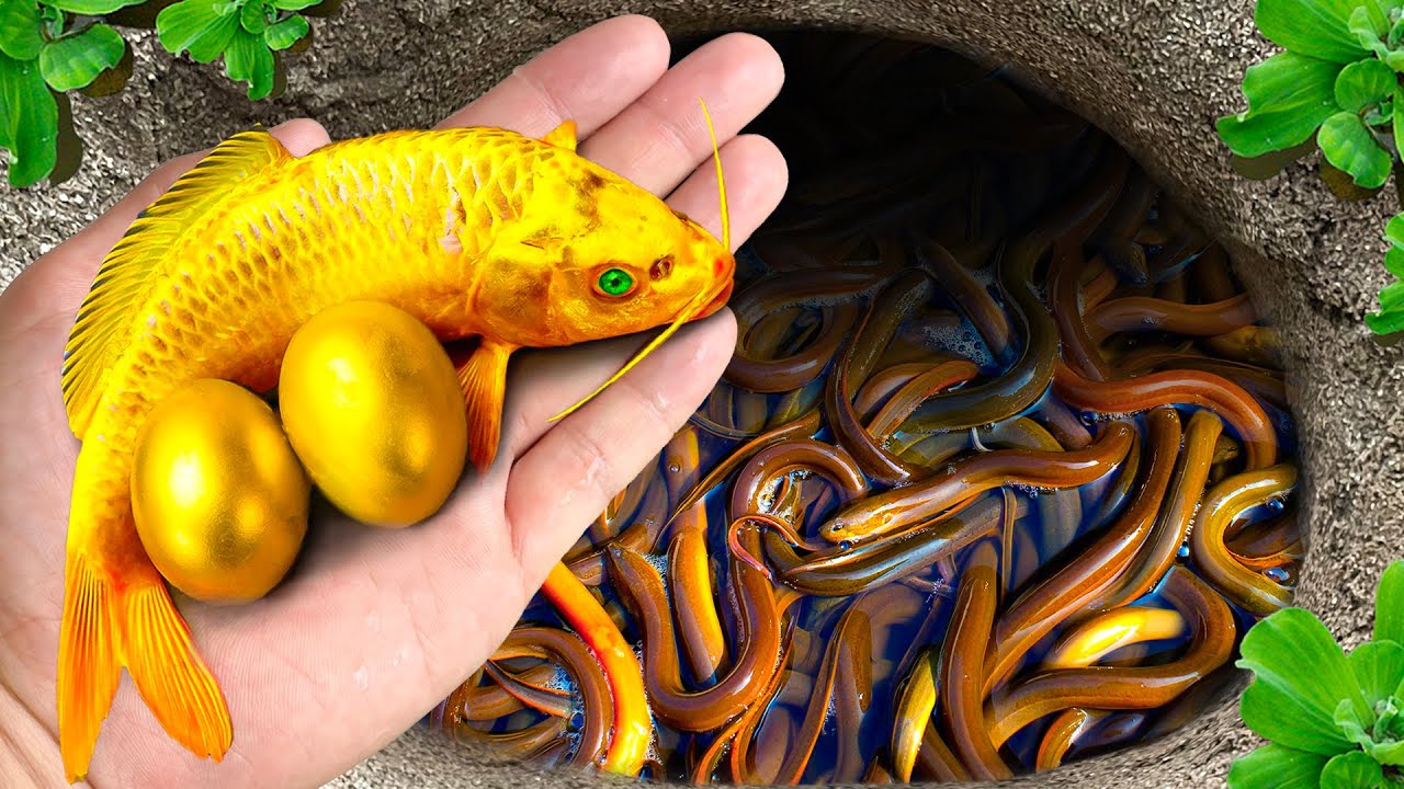 Catching Fancy Aquarium Fish & Surprise Colorful Eggs In The Cave, Koi ...