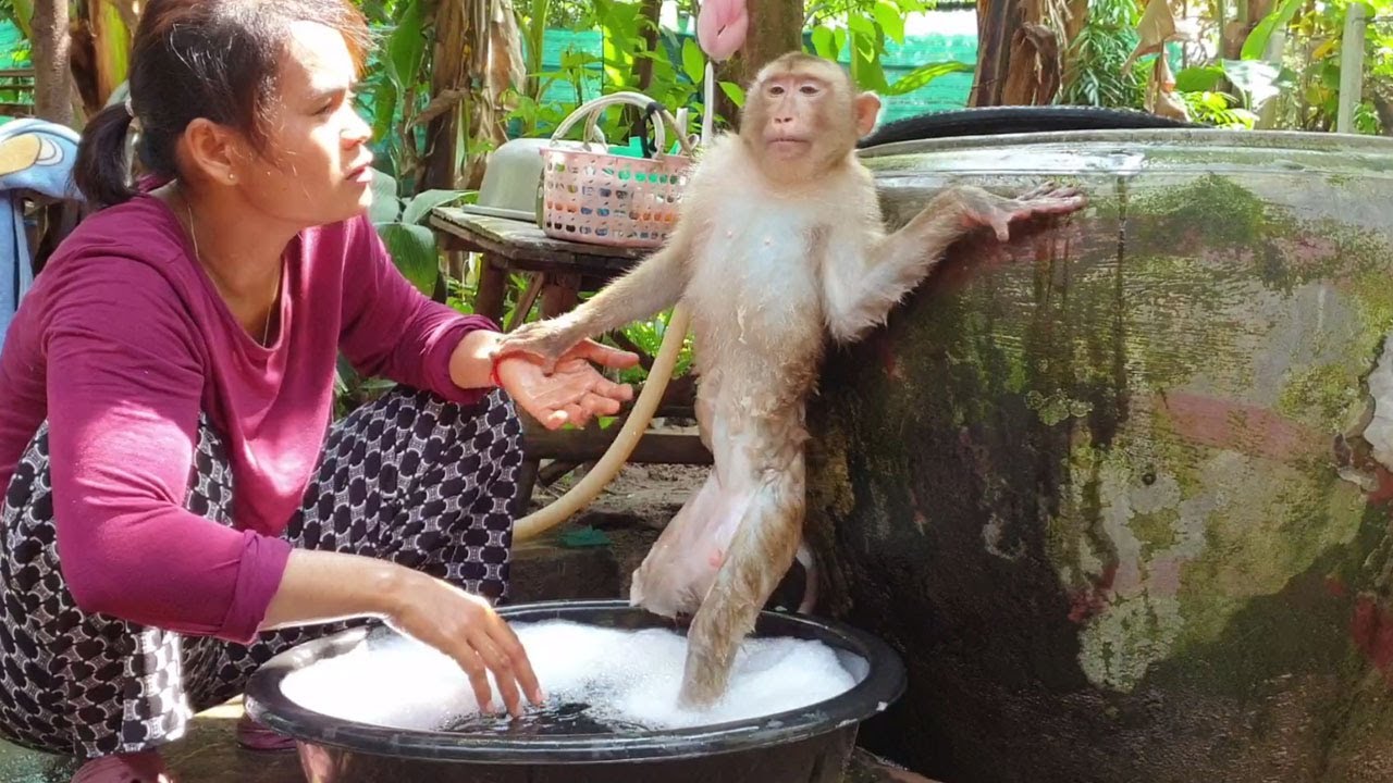 Loveable monkey Koko standing with one leg for mom bathing /Koko&Yoko ...