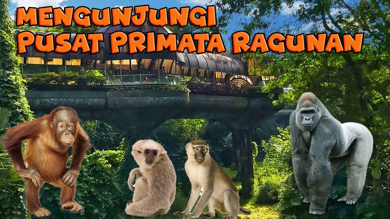 Melihat Hewan di Pusat Primata Ragunan Schmutzer - YouTube