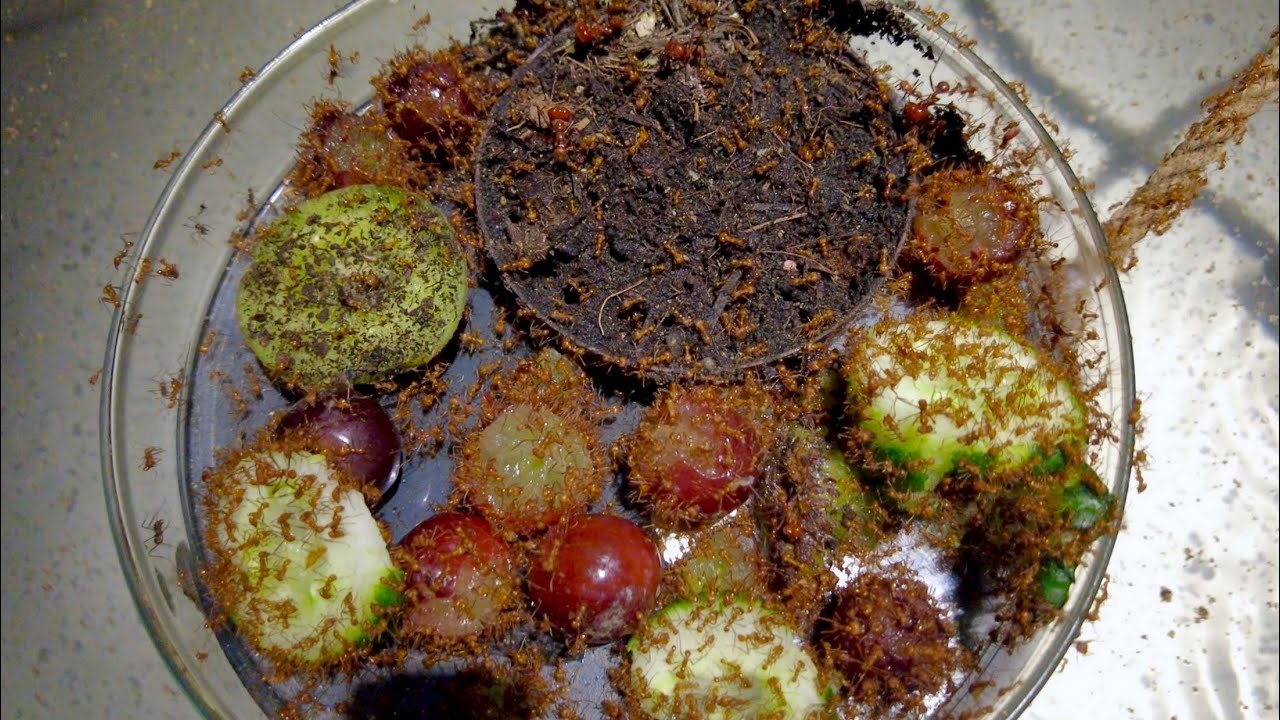 Amsterdam : Micropia, le musée du microbe - YouTube