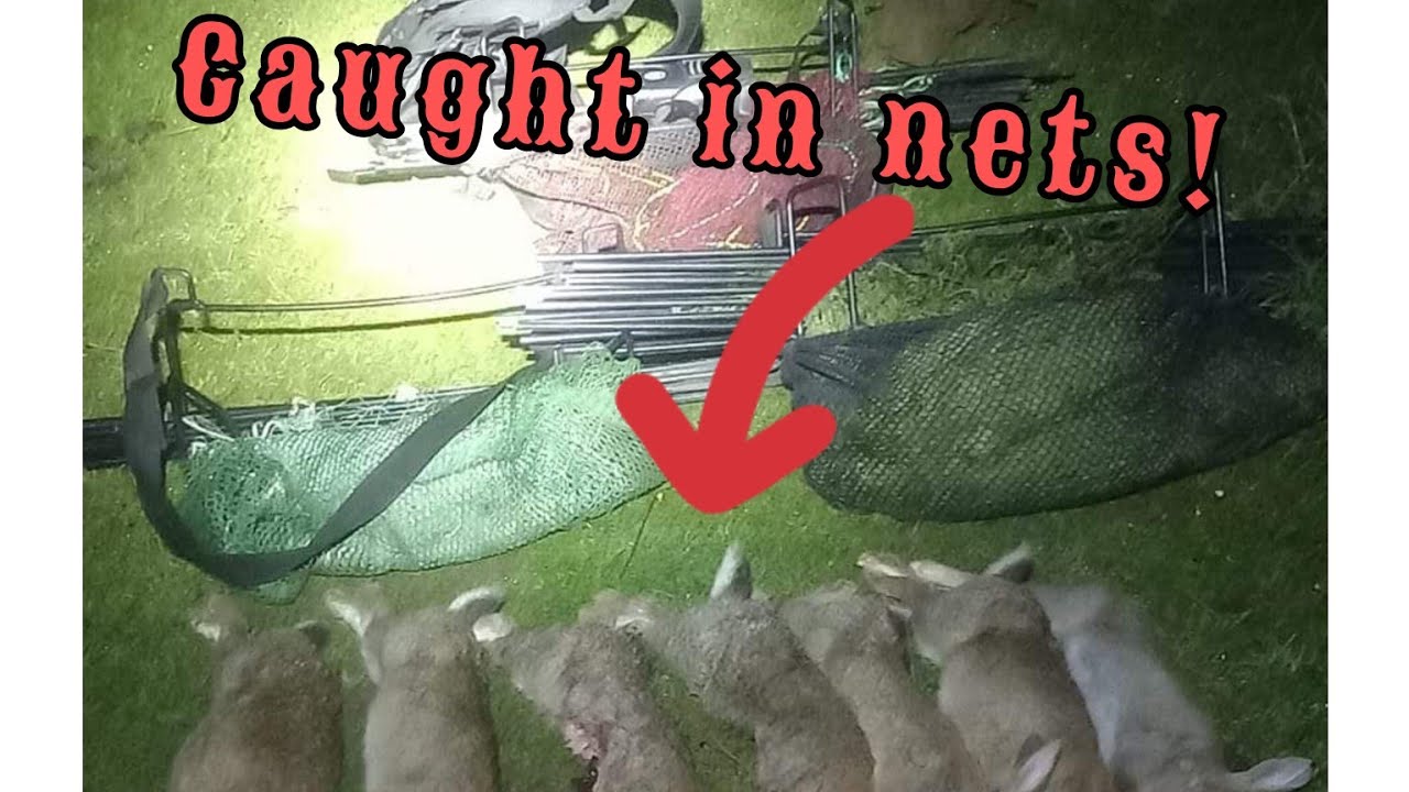 Longnetting Rabbits At Night - YouTube