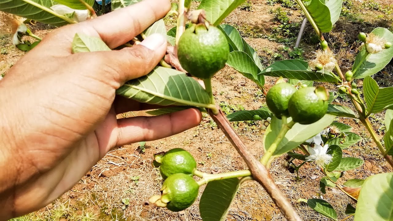 Guava Farming Videos - Guava Tree Care - Pruning Guava Tree - Jahid ...
