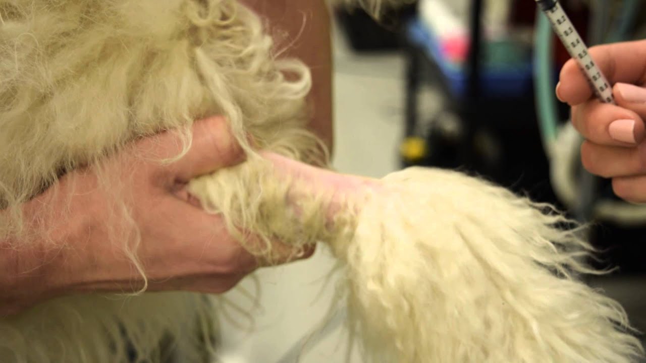 Canine Cephalic Venipuncture - YouTube