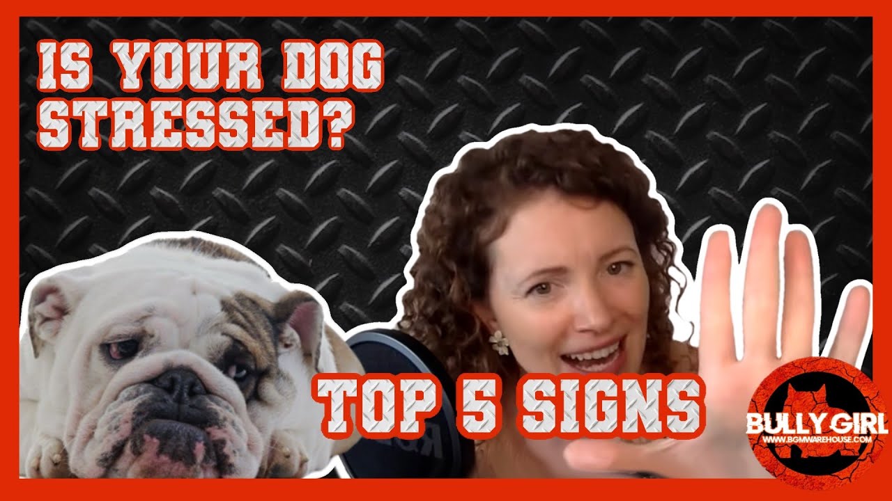 Is Your Dog Stressed? Top 5 Signs in Bully Breed Dogs | S5 - E14 - YouTube