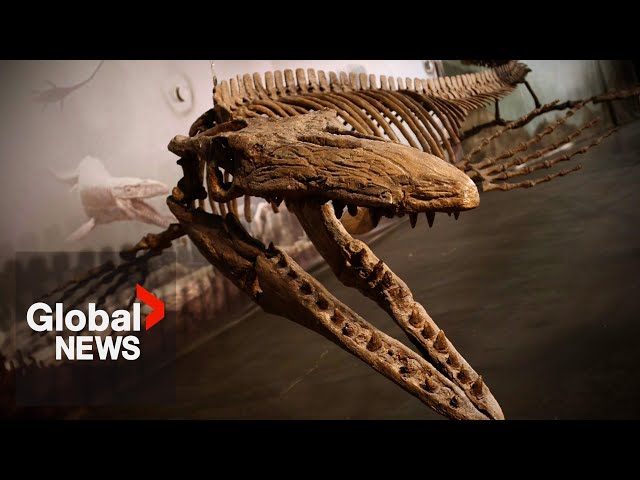 Largest Fossil Ever 8022