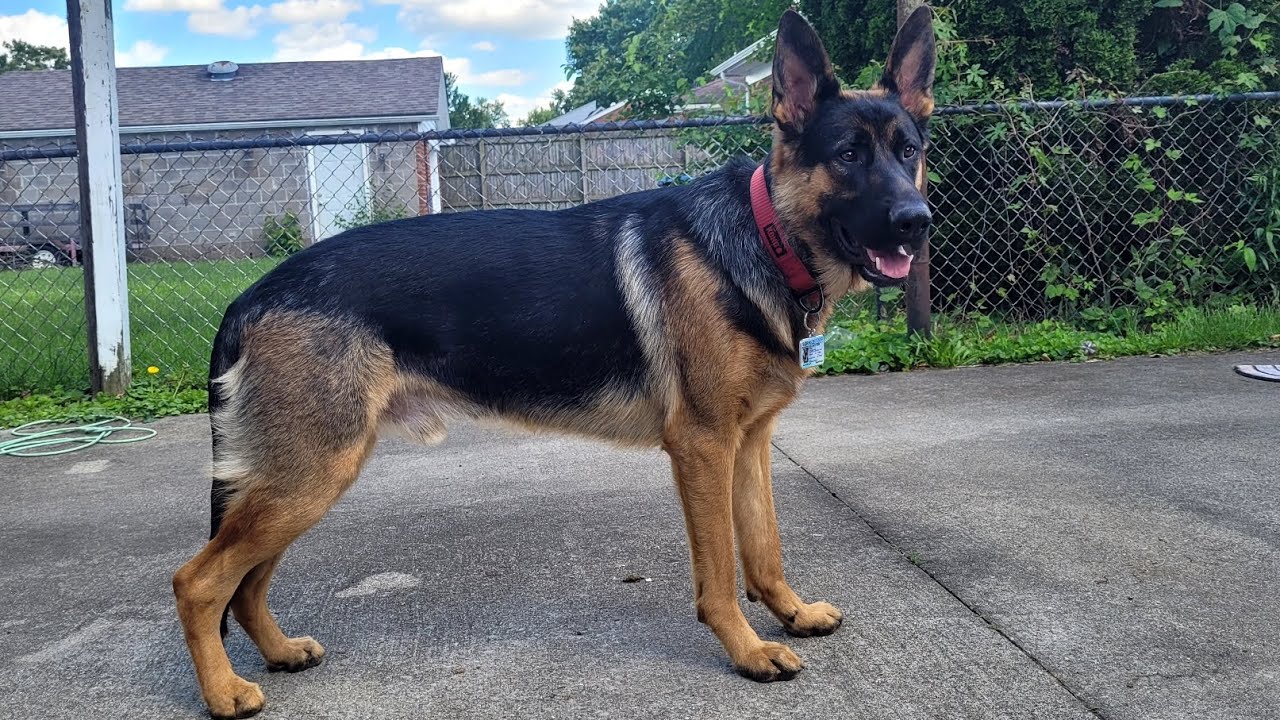 Dog training! Featuring my dog Axle! - YouTube