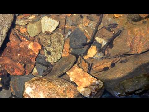 Kaulquappen (Frosch Babys)