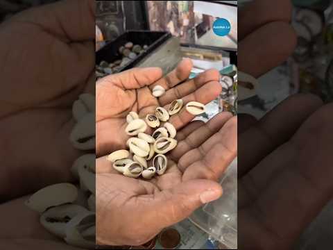 India Ancient Futi Kaudi Currency #shorts #ytshorts