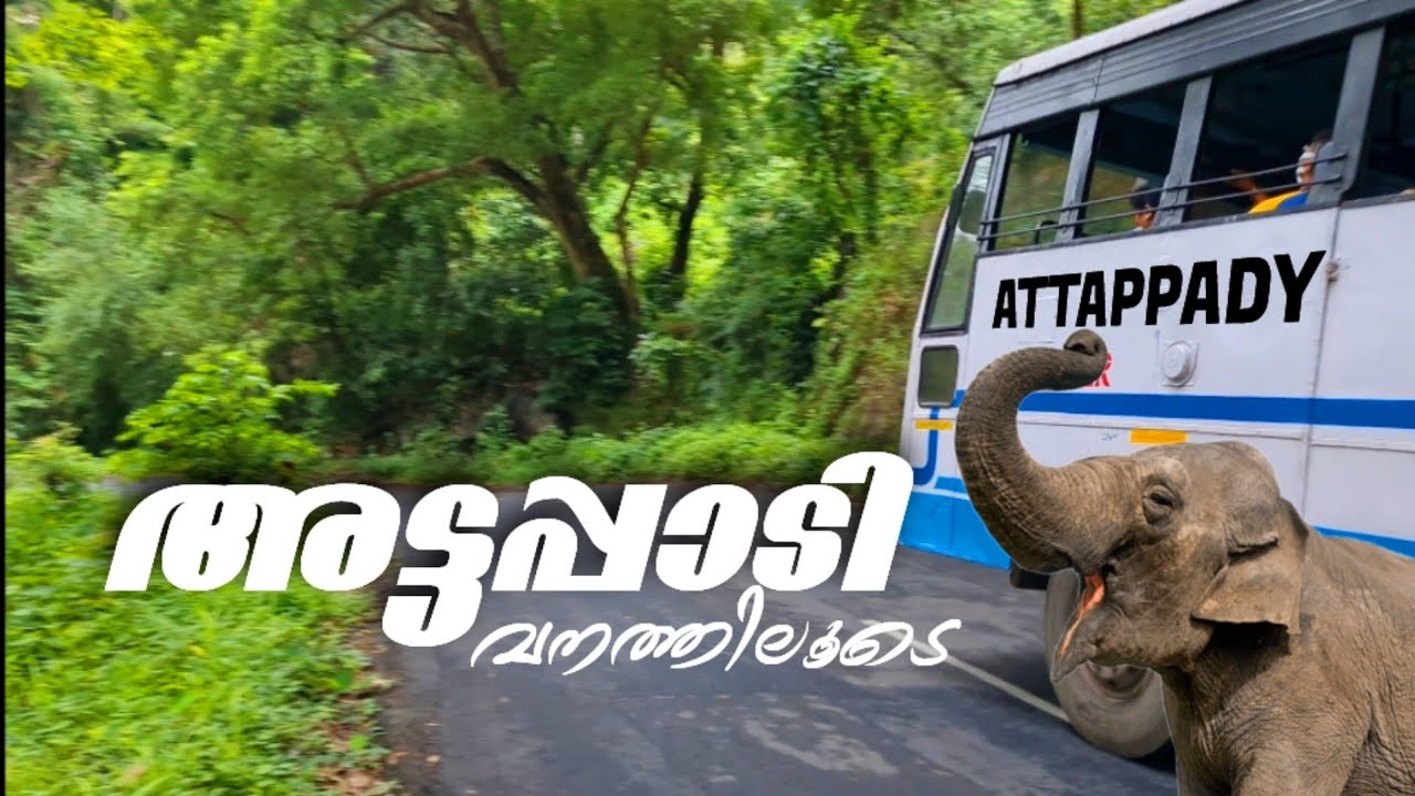Attappady Forest route | കൊടുംകാട്ടിലൂടെ ഒരു യാത്ര | അട്ടപ്പാടി | All ...