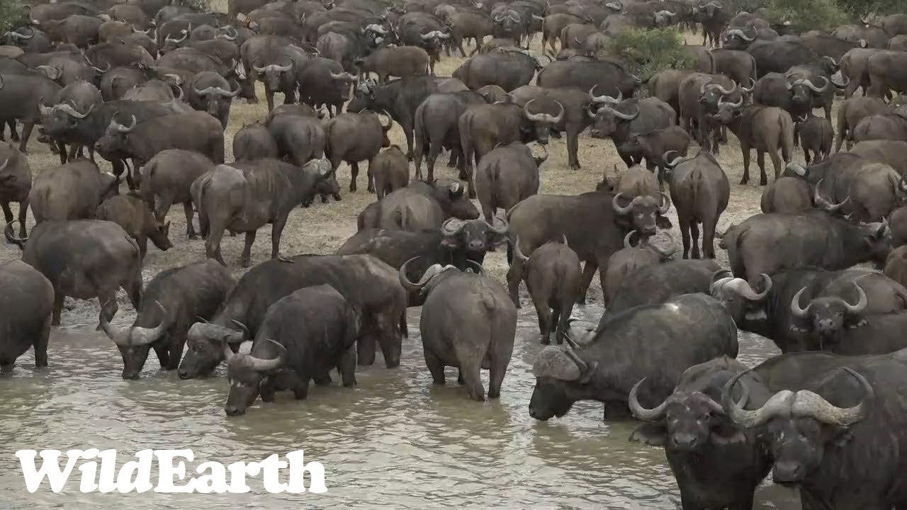 A sea of buffalo - YouTube