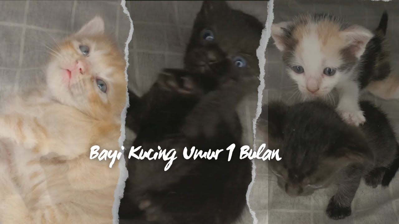 Bayi Kucing Umur 1 Bulan | 1 month old baby kitten | Bayi Kucing Lucu ...