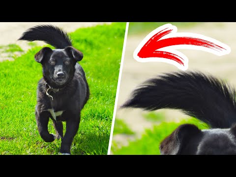 Why My Labrador Has Curved Tail Curled