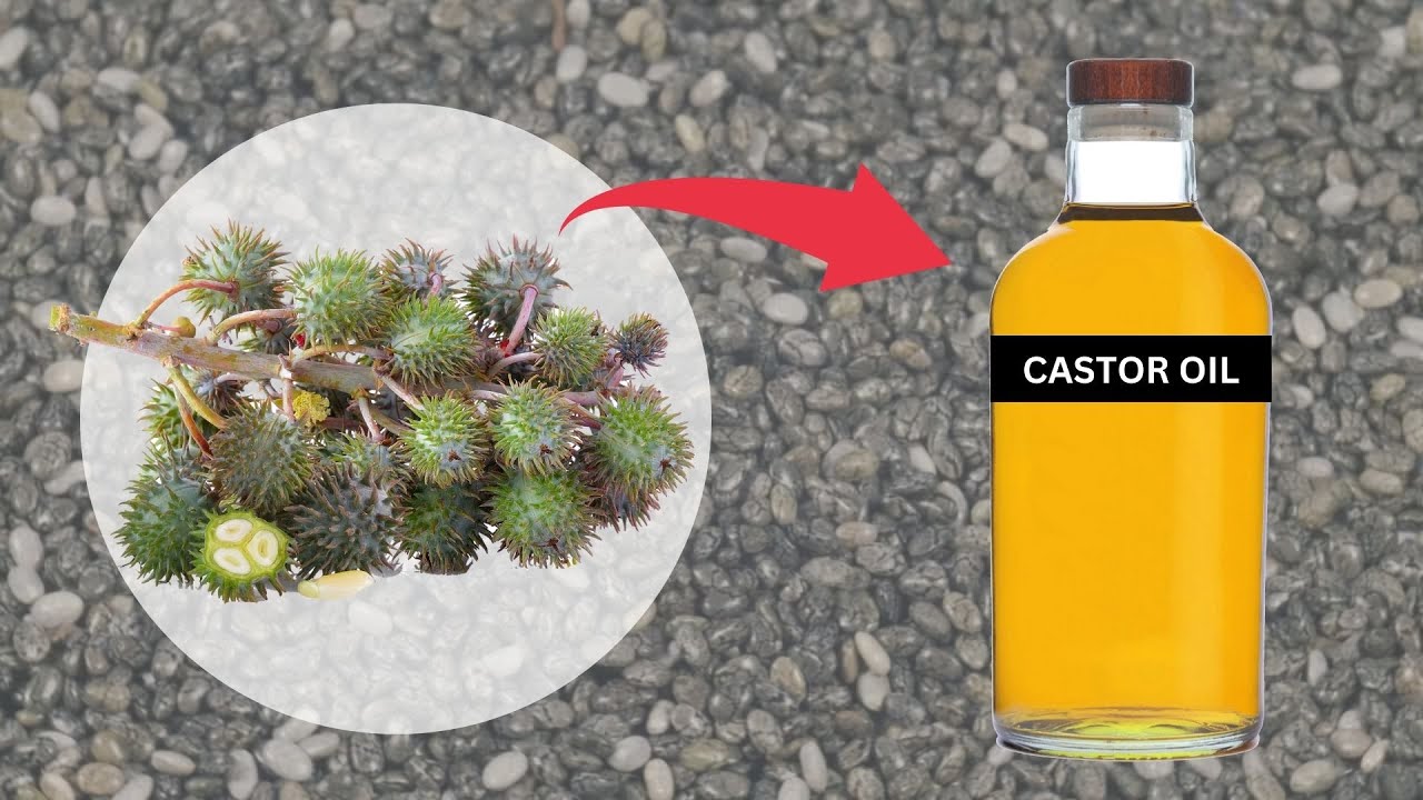 How Castor Oil is Made - YouTube