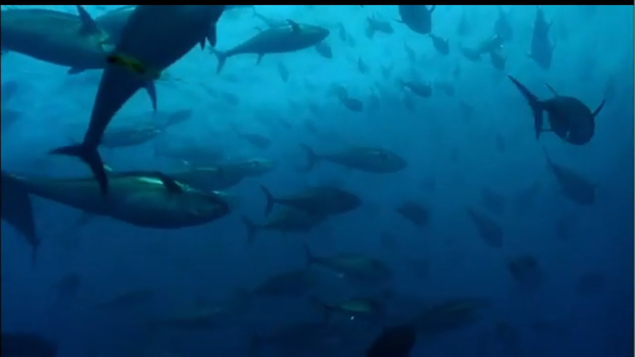 Ocean Oases: Protecting Seamounts & Canyons of the Atlantic Coast - YouTube