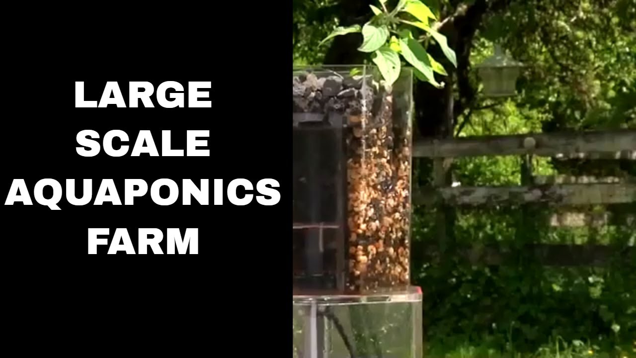 Large scale aquaponics farm - YouTube
