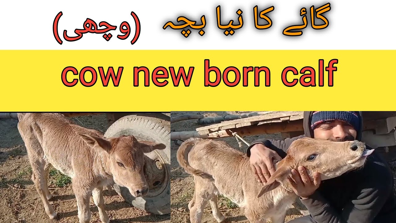 cow new born baby || calf gaye ka new bacha || @lifewithalshoomm2571 ...